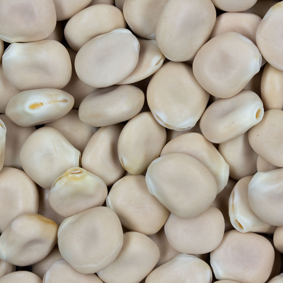 „Lupinen bereichern Landwirtschaft und Ernährung“